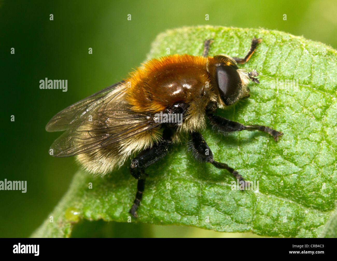 Narcissus bulb fly (Merodon equestris), a pest of garden bulbs Stock ...