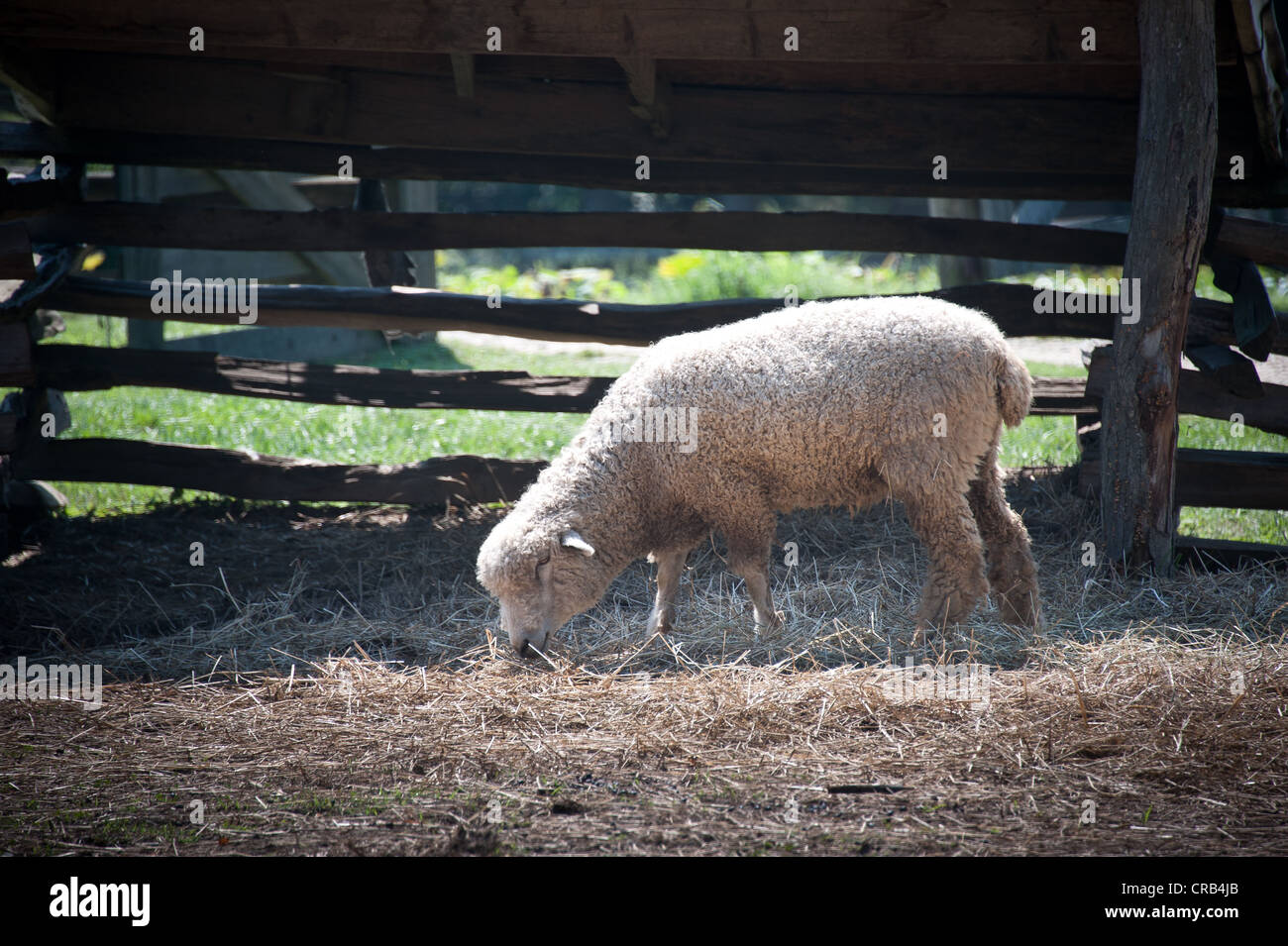 Pen of sheep hi-res stock photography and images - Alamy