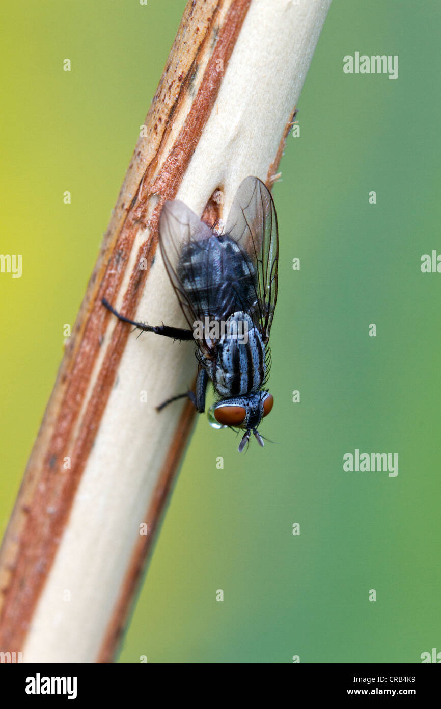 Muscidae hi-res stock photography and images - Alamy