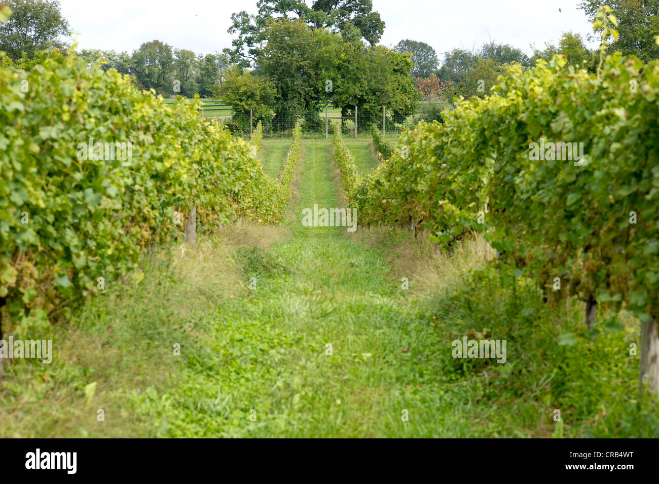 Rows of grapes in a vineyard Stock Photo - Alamy