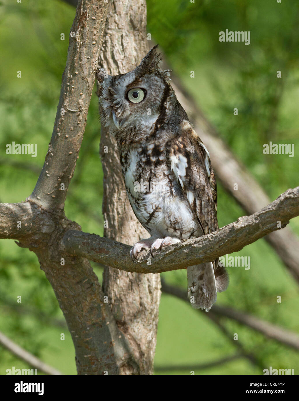 Megascops asio hi-res stock photography and images - Alamy