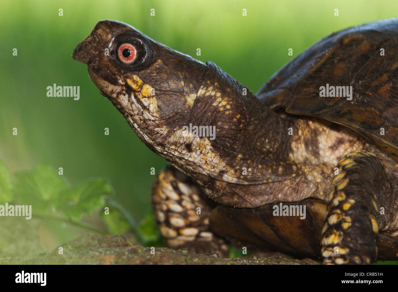 Head of an eastern box turtle (Terrapene carolina Stock Photo - Alamy