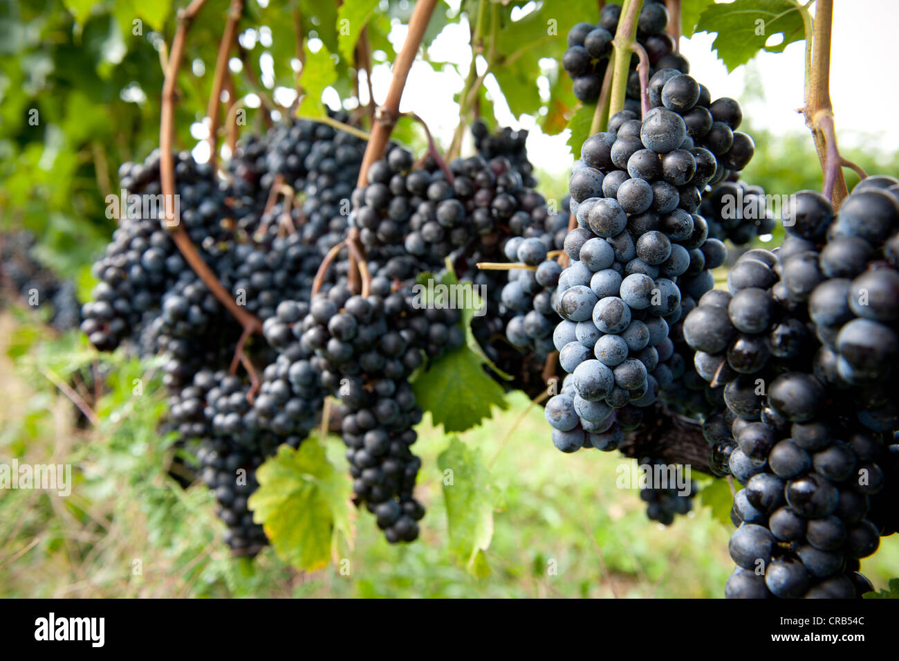 Grapes on the side hi-res stock photography and images - Alamy