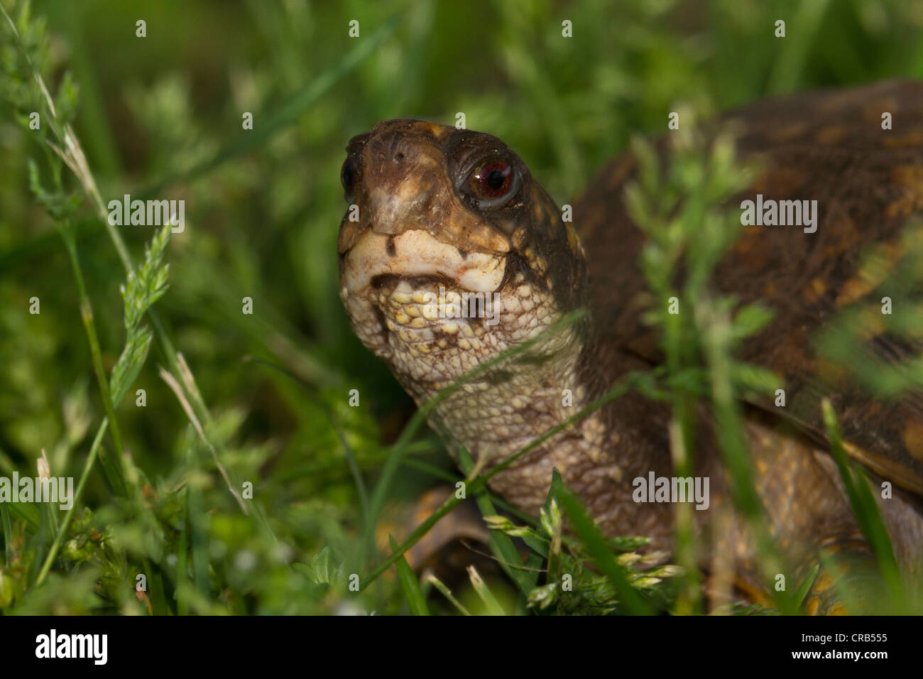 Head of an eastern box turtle (Terrapene carolina Stock Photo - Alamy