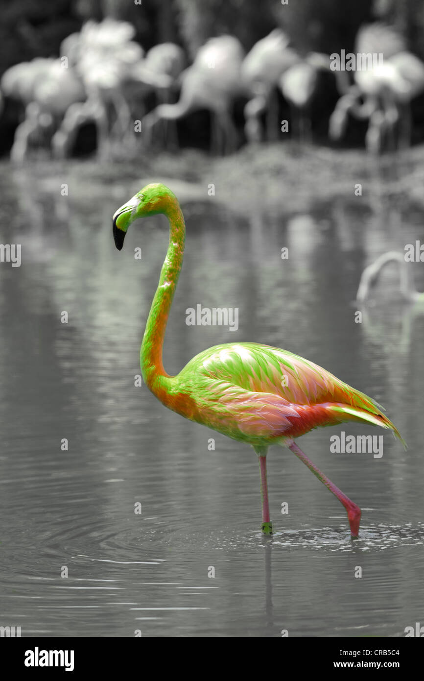 Caribbean or Rosy Flamingo Stock Photo - Alamy