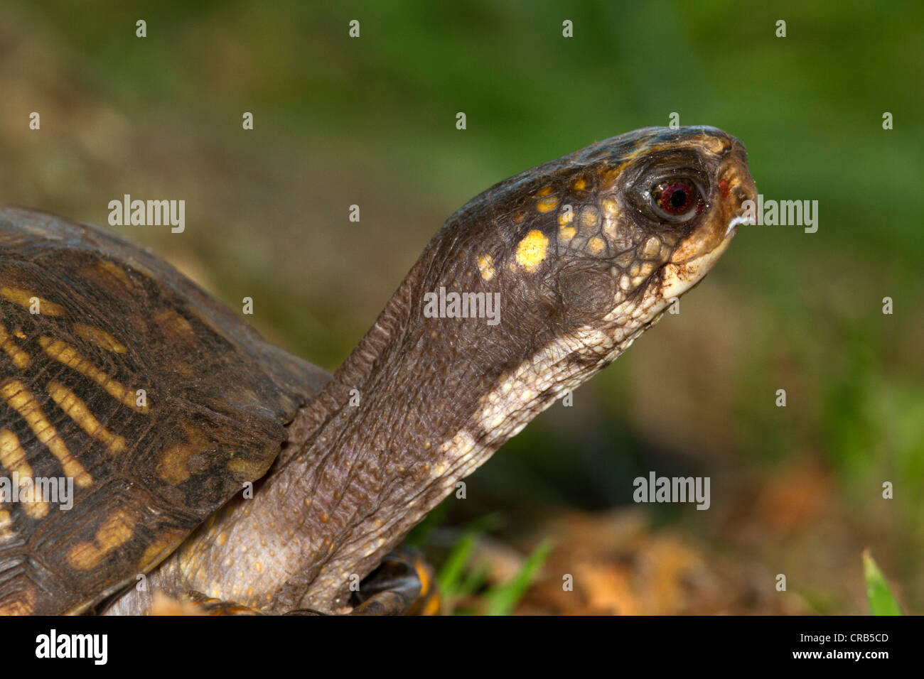 Eastern box turtle hi-res stock photography and images - Alamy