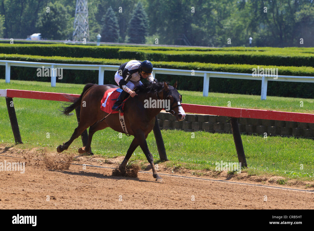 Thoroughbred race horse with jockey hi-res stock photography and images ...