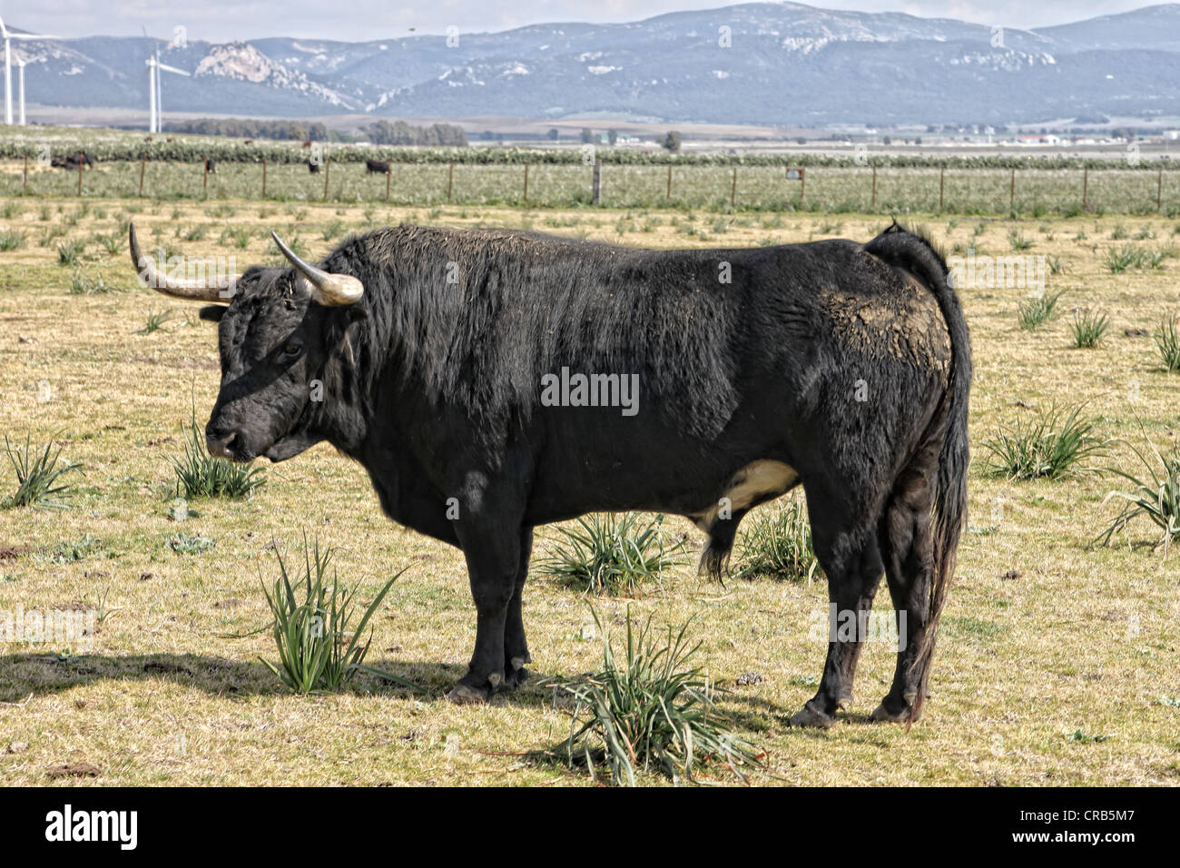 Bull farm hi-res stock photography and images - Alamy
