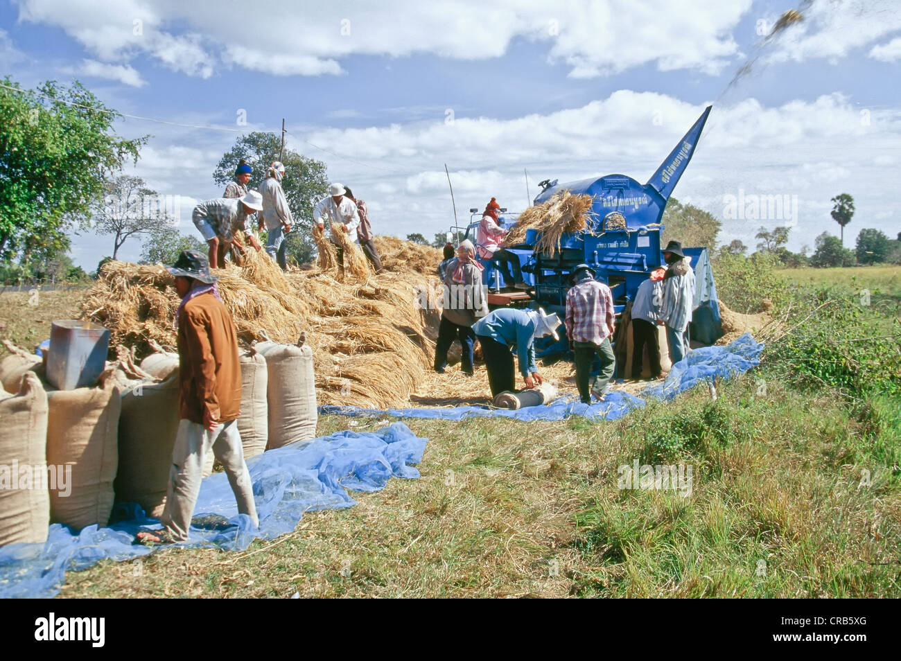 Rice harvest workers loading shocks into thrasher, Thailand Stock Photo ...