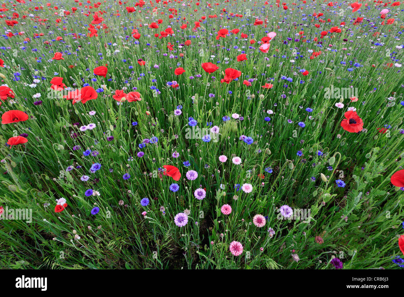 Field of poppies Stock Photo - Alamy