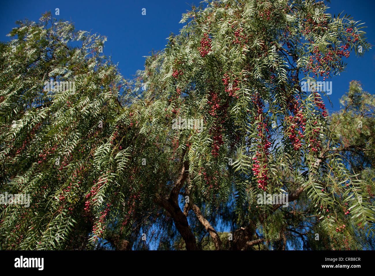 Fresh cherry tree and blue sky, Tasmania, Australia Stock Photo - Alamy