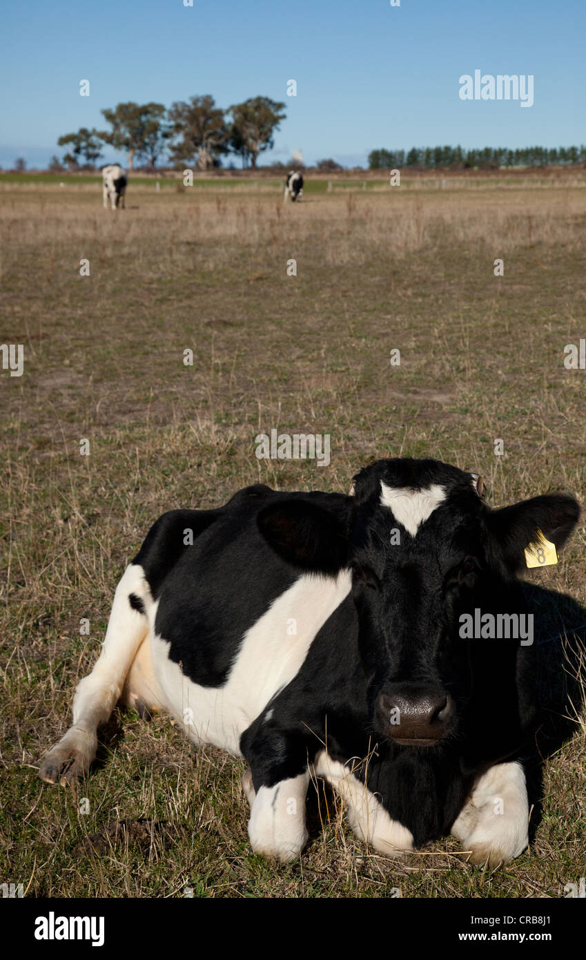 Friesian cow relaxing on grass field, Tasmania, Australia Stock Photo ...