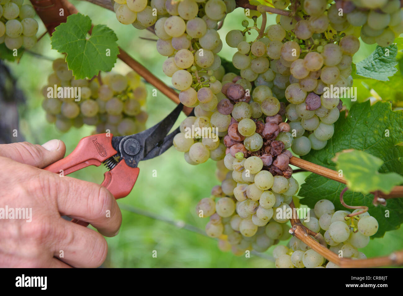 Rotten grapes hi-res stock photography and images - Alamy