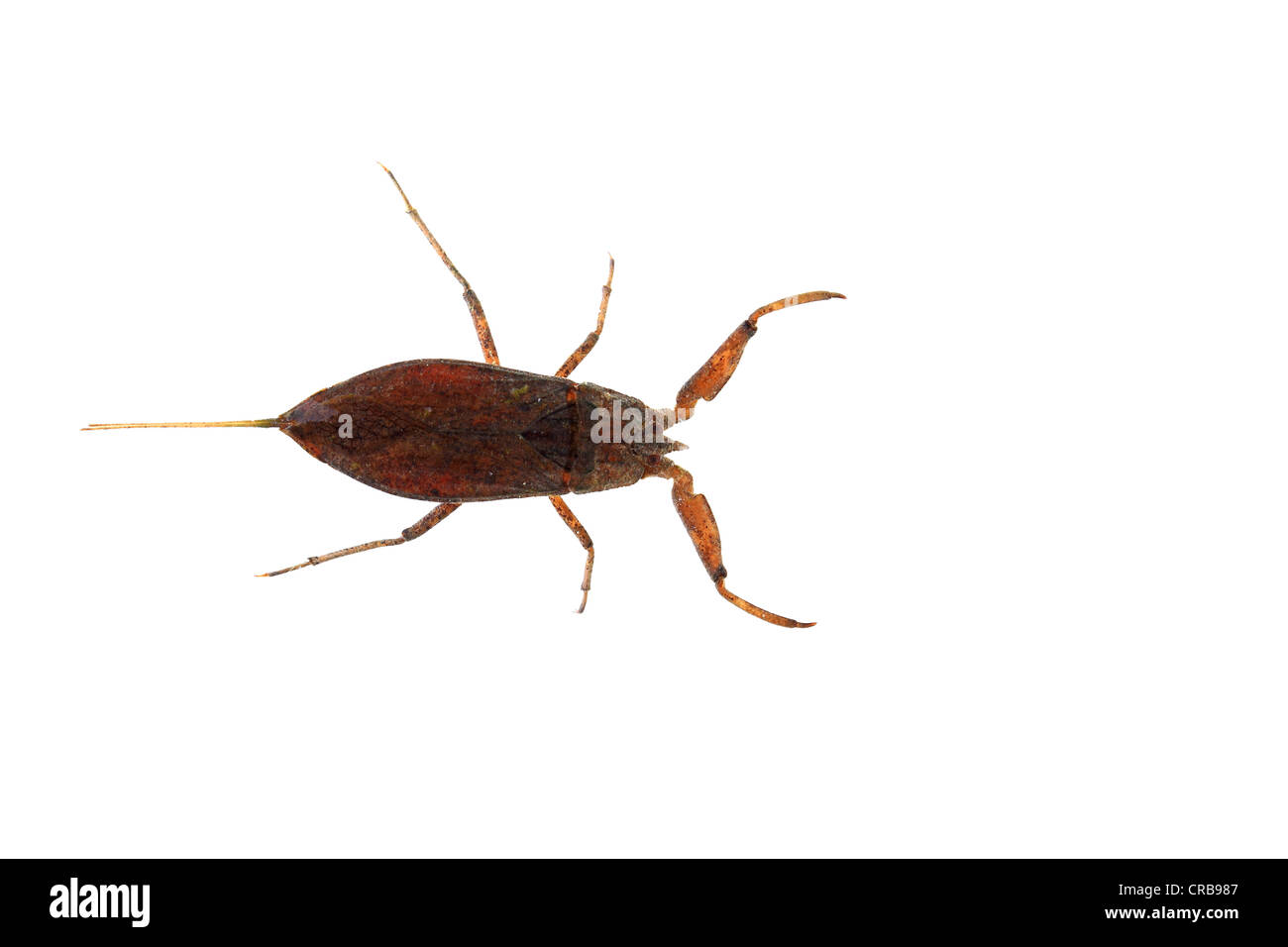 Nepa cinerea hi-res stock photography and images - Alamy