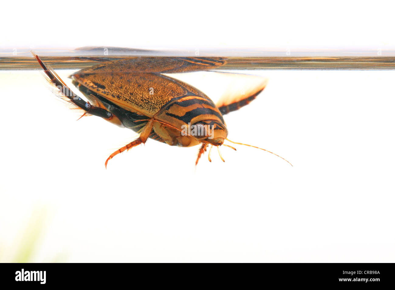 Great Diving Beetle (Dytiscus marginalis Stock Photo - Alamy