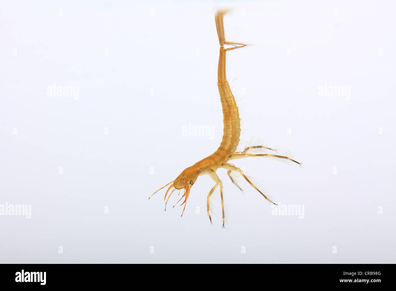 Larva of the Great Diving Beetle (Dytiscus marginalis Stock Photo - Alamy