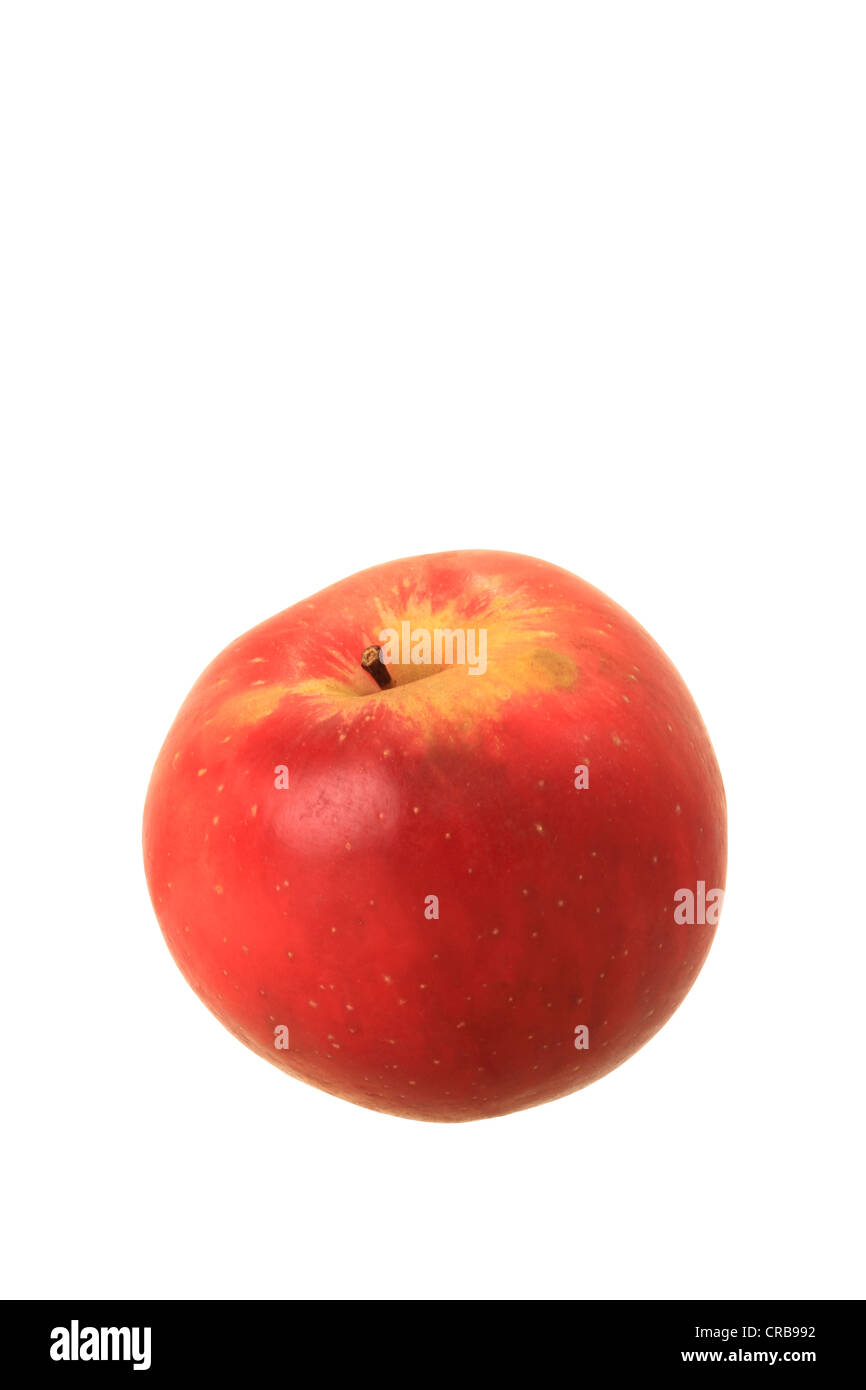 Apple (Malus domestica), Berner Rosenapfel variety Stock Photo - Alamy
