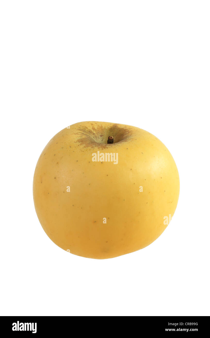 Apple (Malus domestica), Golden Noble variety Stock Photo - Alamy
