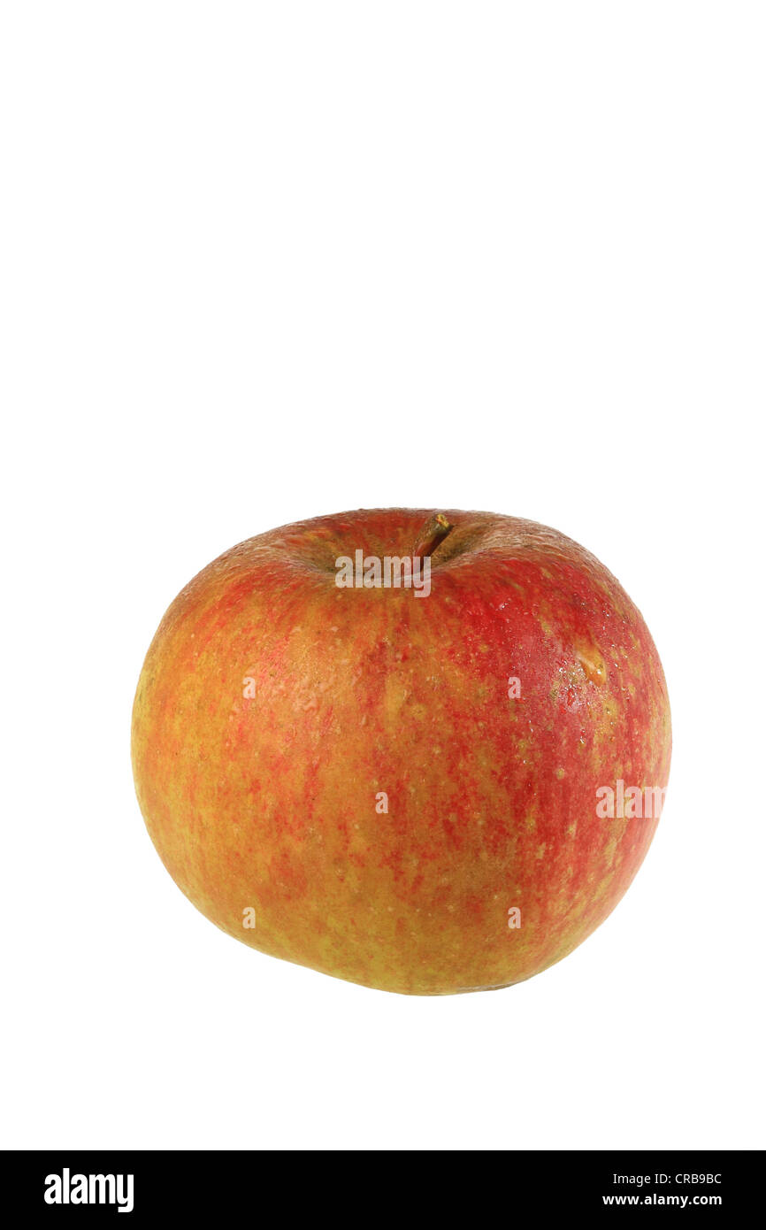 Apple, Boskoop variety Stock Photo - Alamy