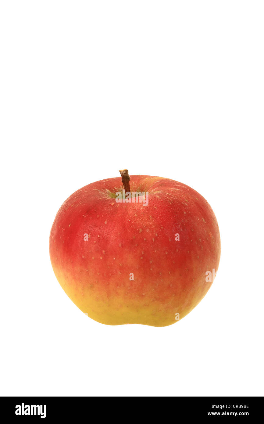 Apple, Gascoyne's Scarlet variety Stock Photo - Alamy