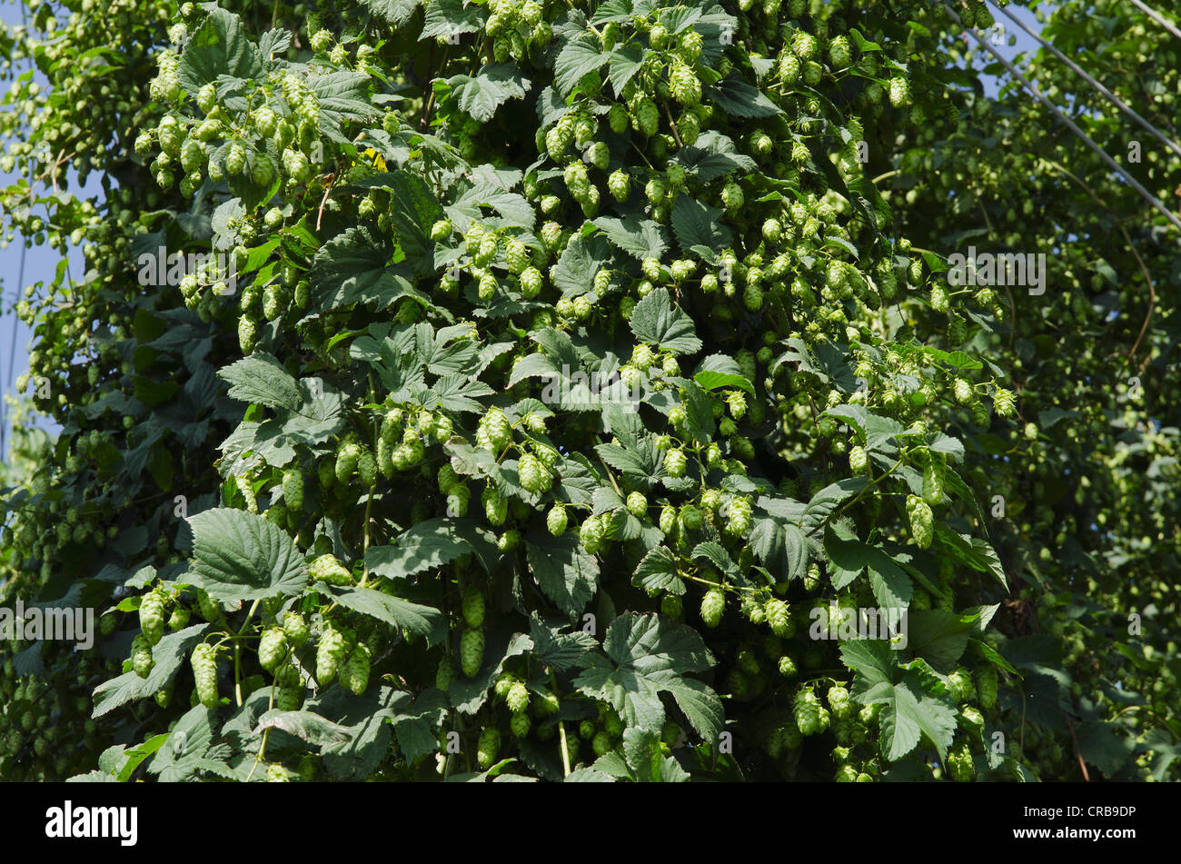 Hops (Humulus), hops cones, hops cultivation in the Hallertau, Holledau ...