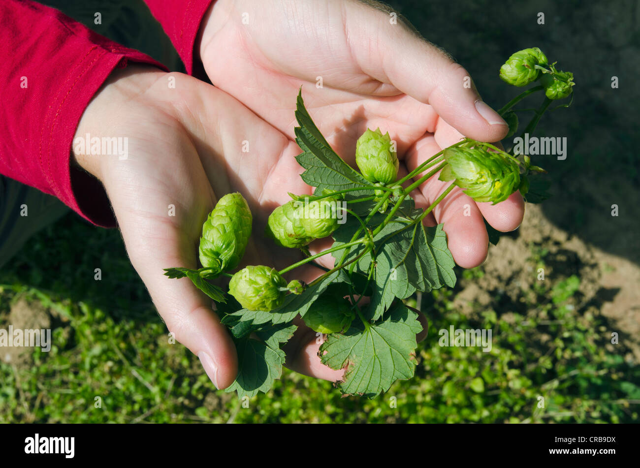 Hand hops hi-res stock photography and images - Alamy