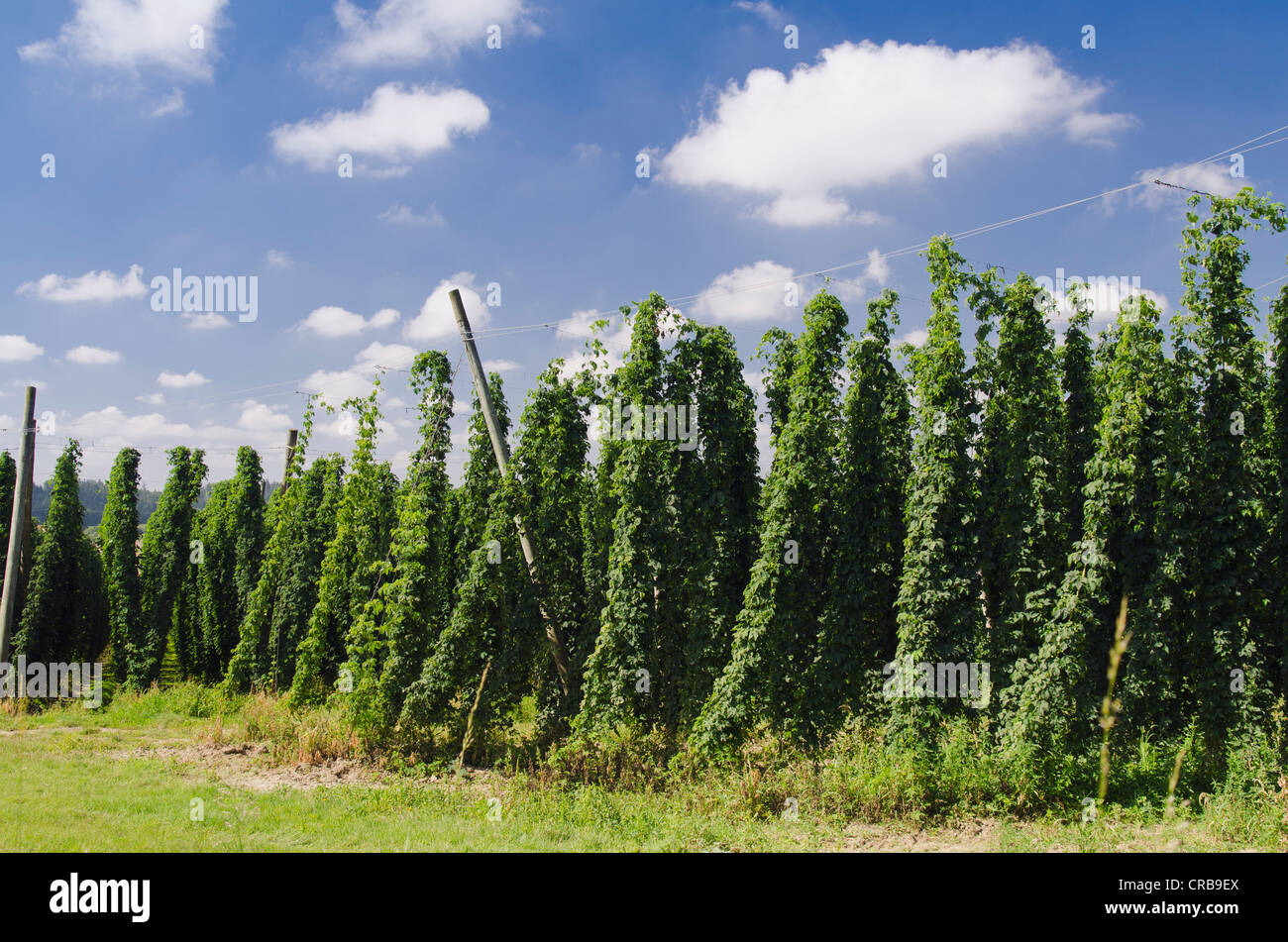 Field of Hops (Humulus), hops cultivation in the Hallertau, Holledau or ...