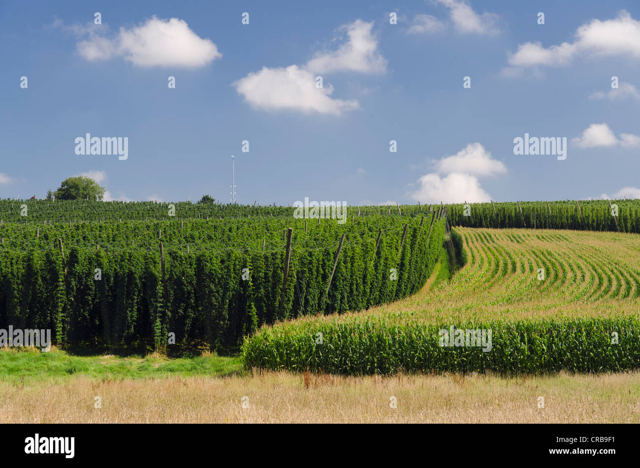 Field of Hops (Humulus), hops cultivation in the Hallertau, Holledau or ...