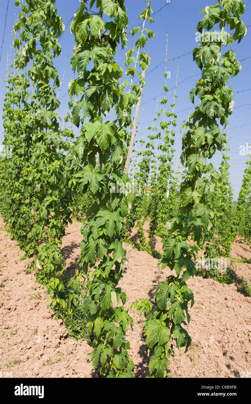 Field of Hops (Humulus), hops cultivation in the Hallertau, Holledau or ...