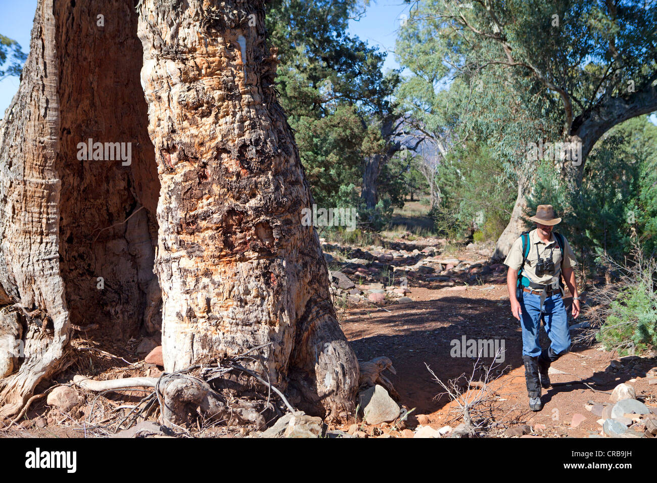 Hiking past a river red gum on the Arkaba Walk in South Australia's ...