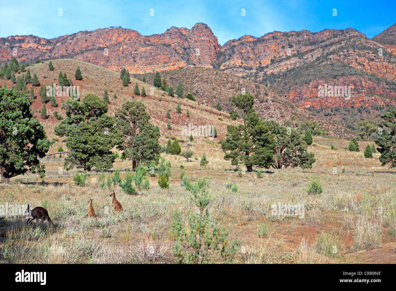 Mountain flinders range hi-res stock photography and images - Alamy