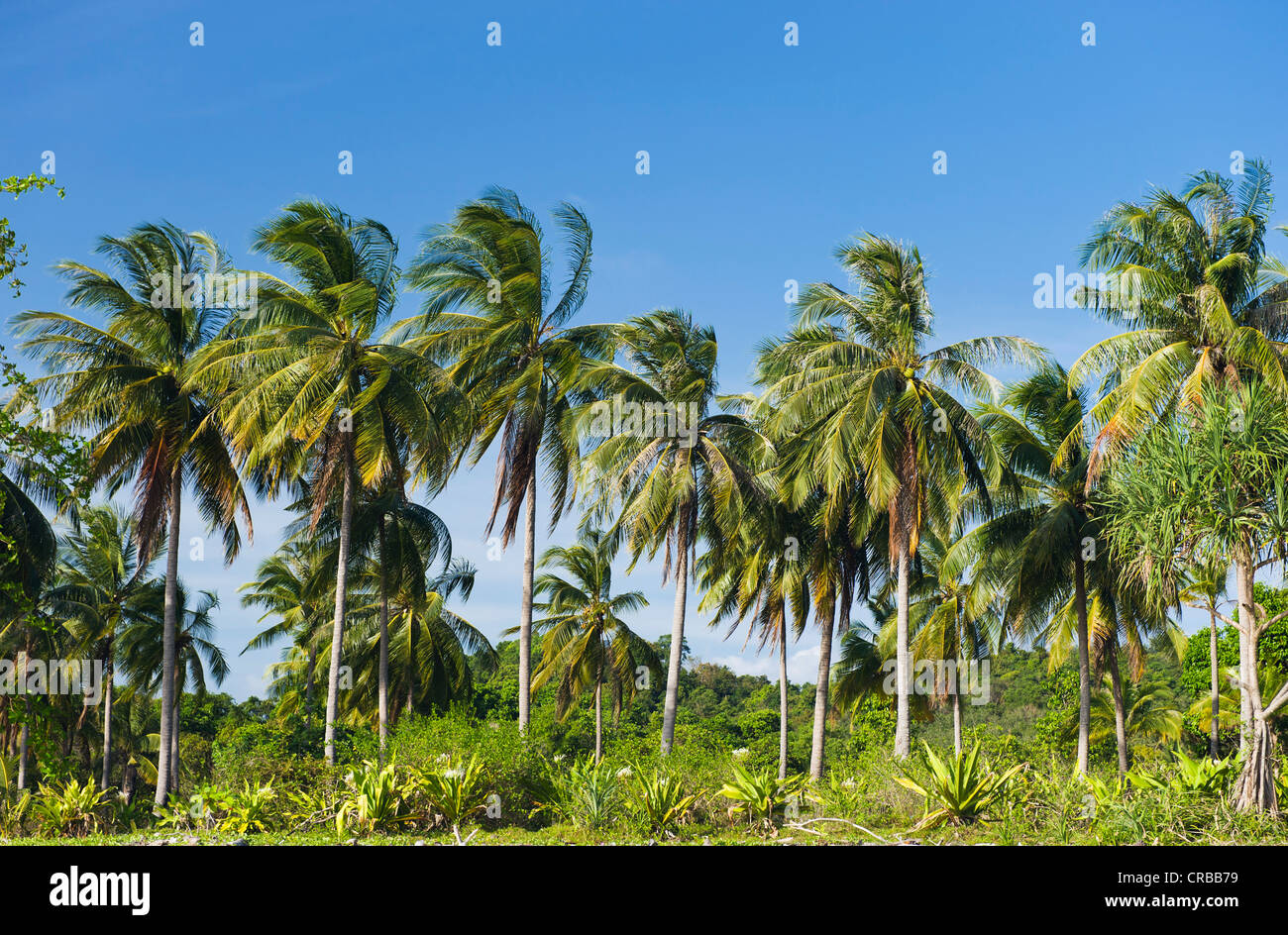 Coconut palms on the beach, Andaman Beach, Ko Jum or Koh Pu island ...