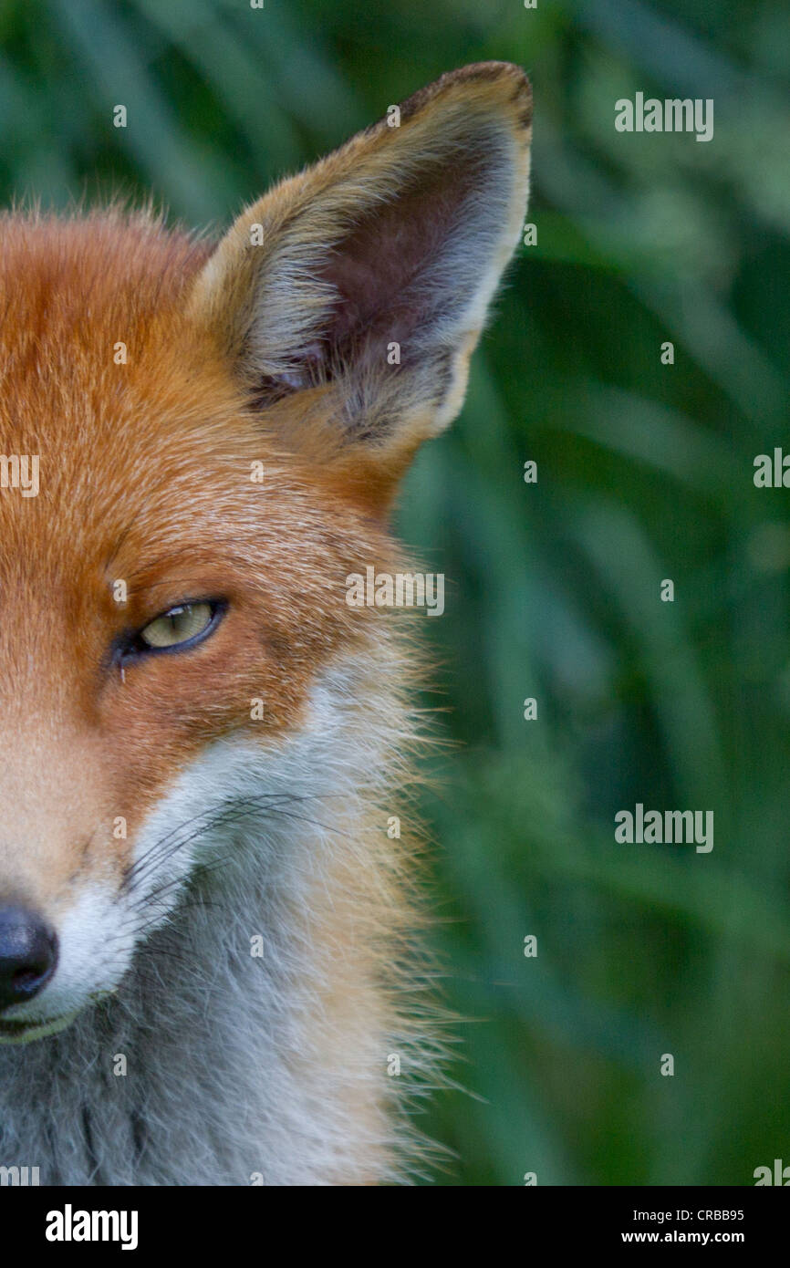 Fox half portrait Stock Photo - Alamy