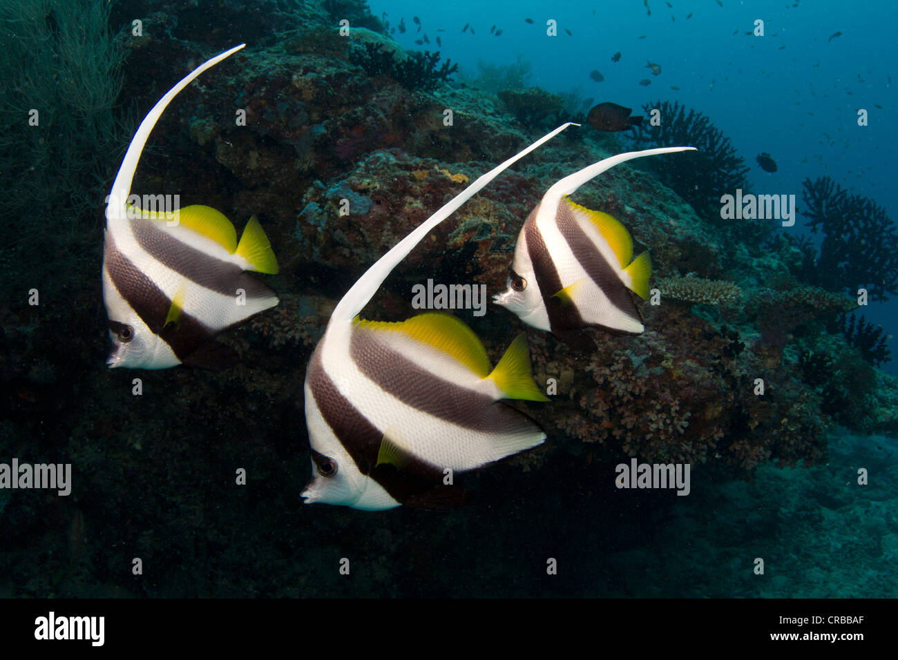 Pennant coralfish hi-res stock photography and images - Alamy