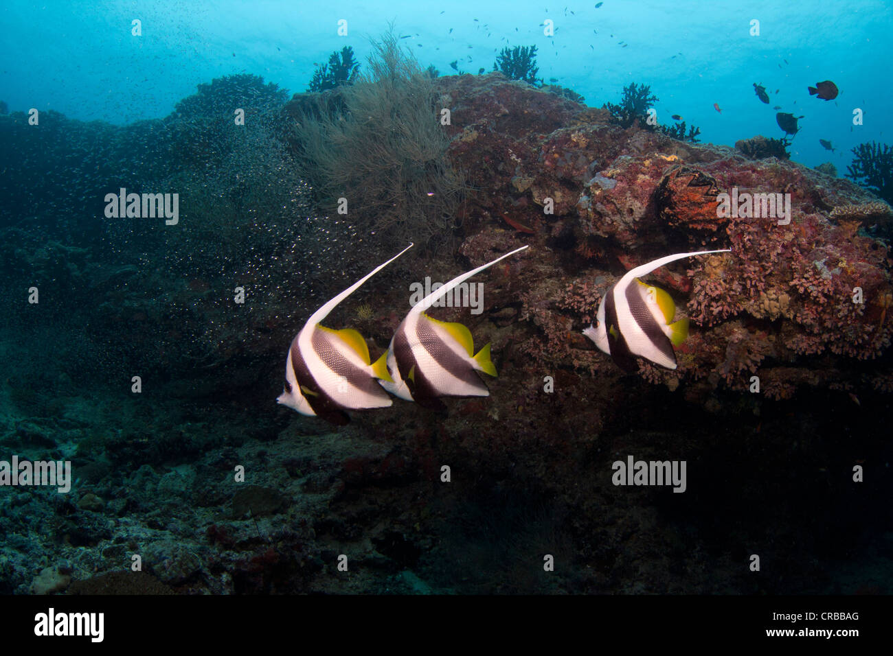 Pennant Coralfish, Longfin Bannerfish or Coachman (Heniochus acuminatus ...