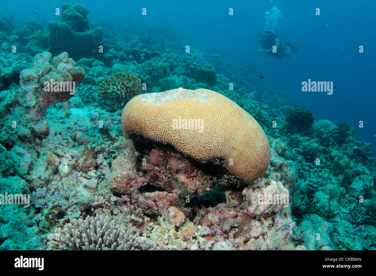 Faviidae hi-res stock photography and images - Alamy