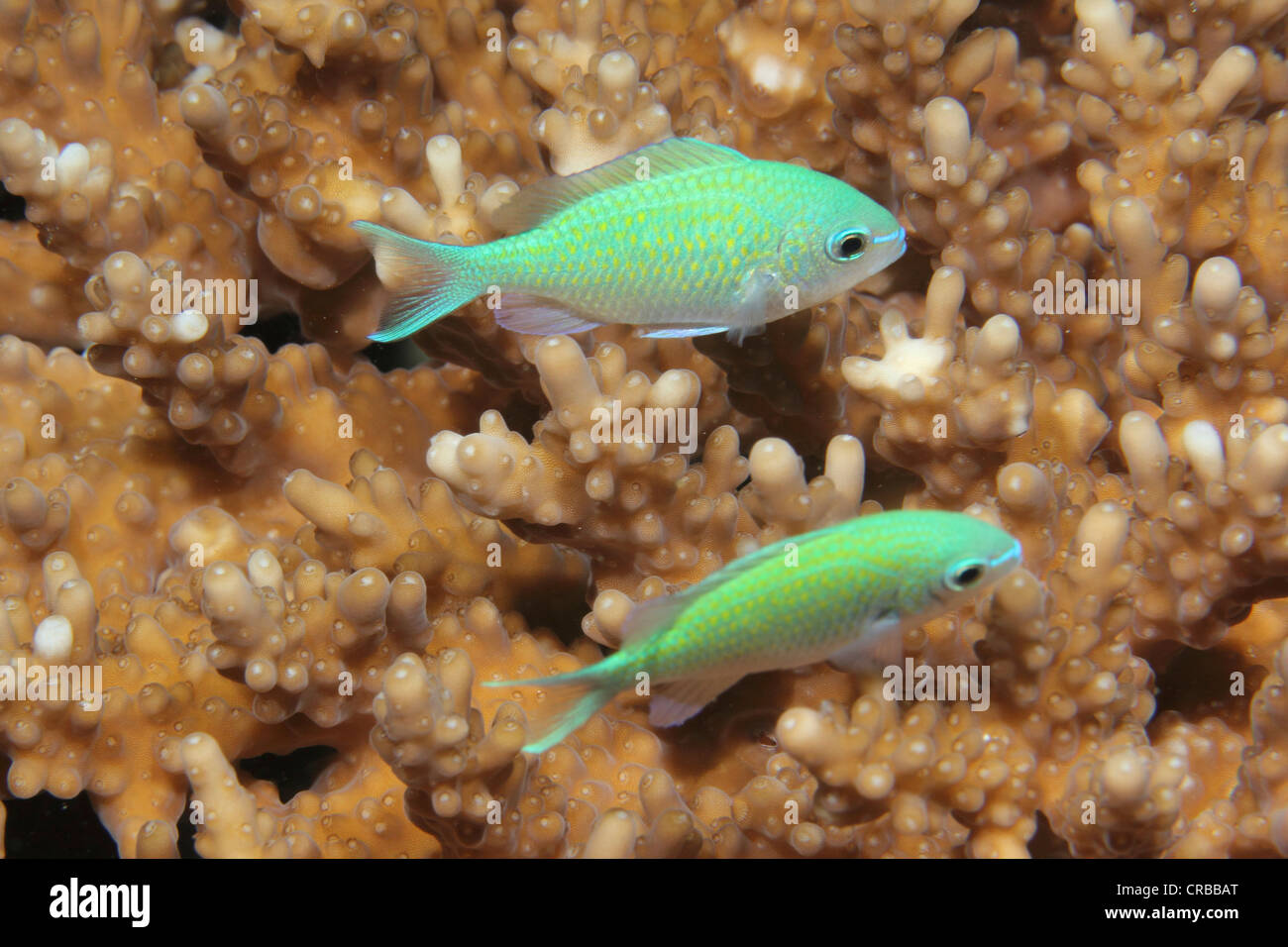 Blue-green Chromis (Chromis viridis), Noonu Atoll, Maldives, Indian ...
