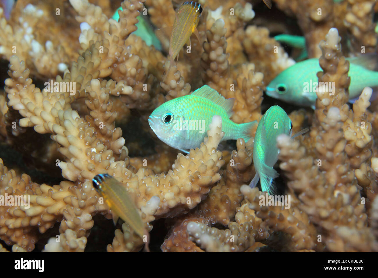 Blue-green Chromis (Chromis viridis), Noonu Atoll, Maldives, Indian ...
