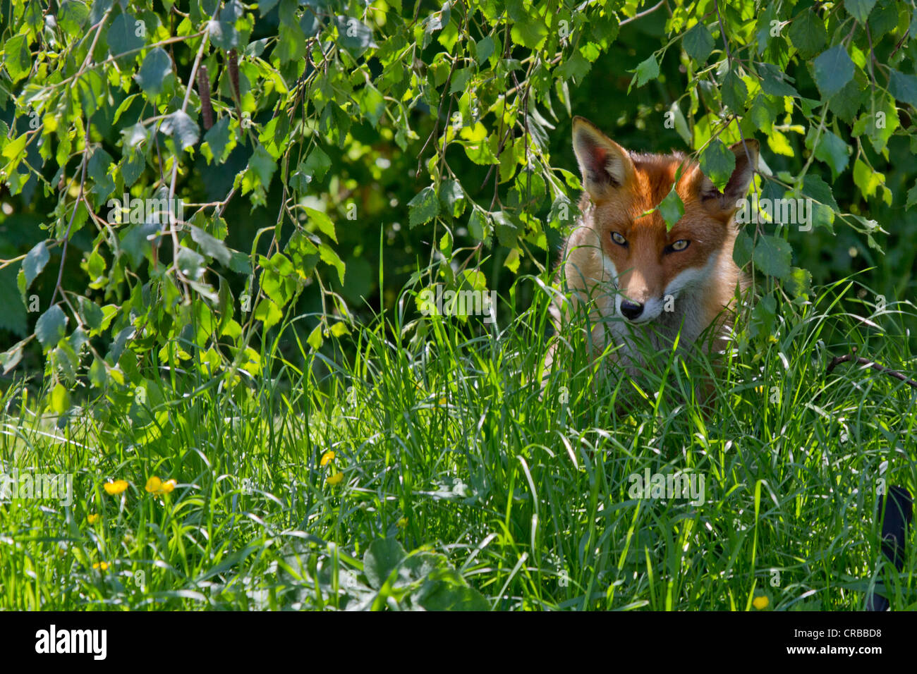 Fox under tree Stock Photo - Alamy
