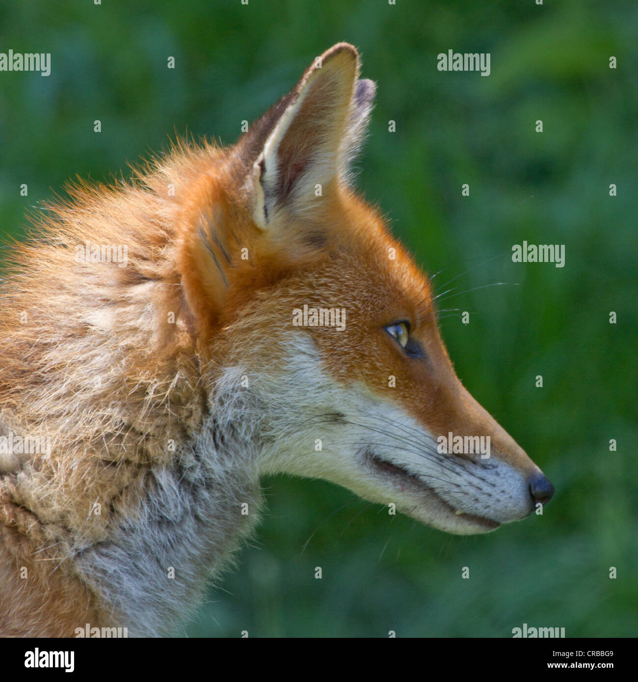 Fox Face Profile