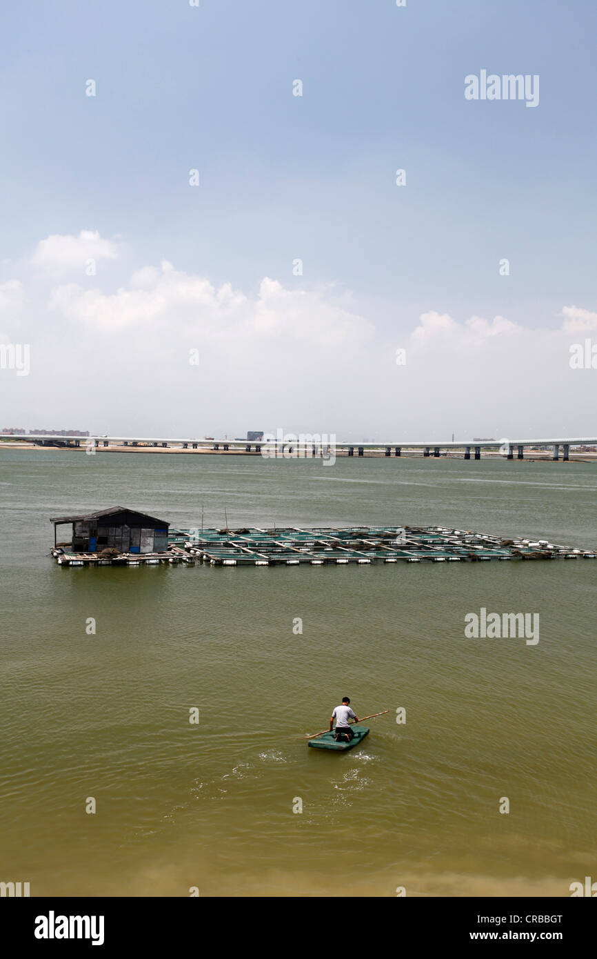 Cattle paddling hi-res stock photography and images - Alamy