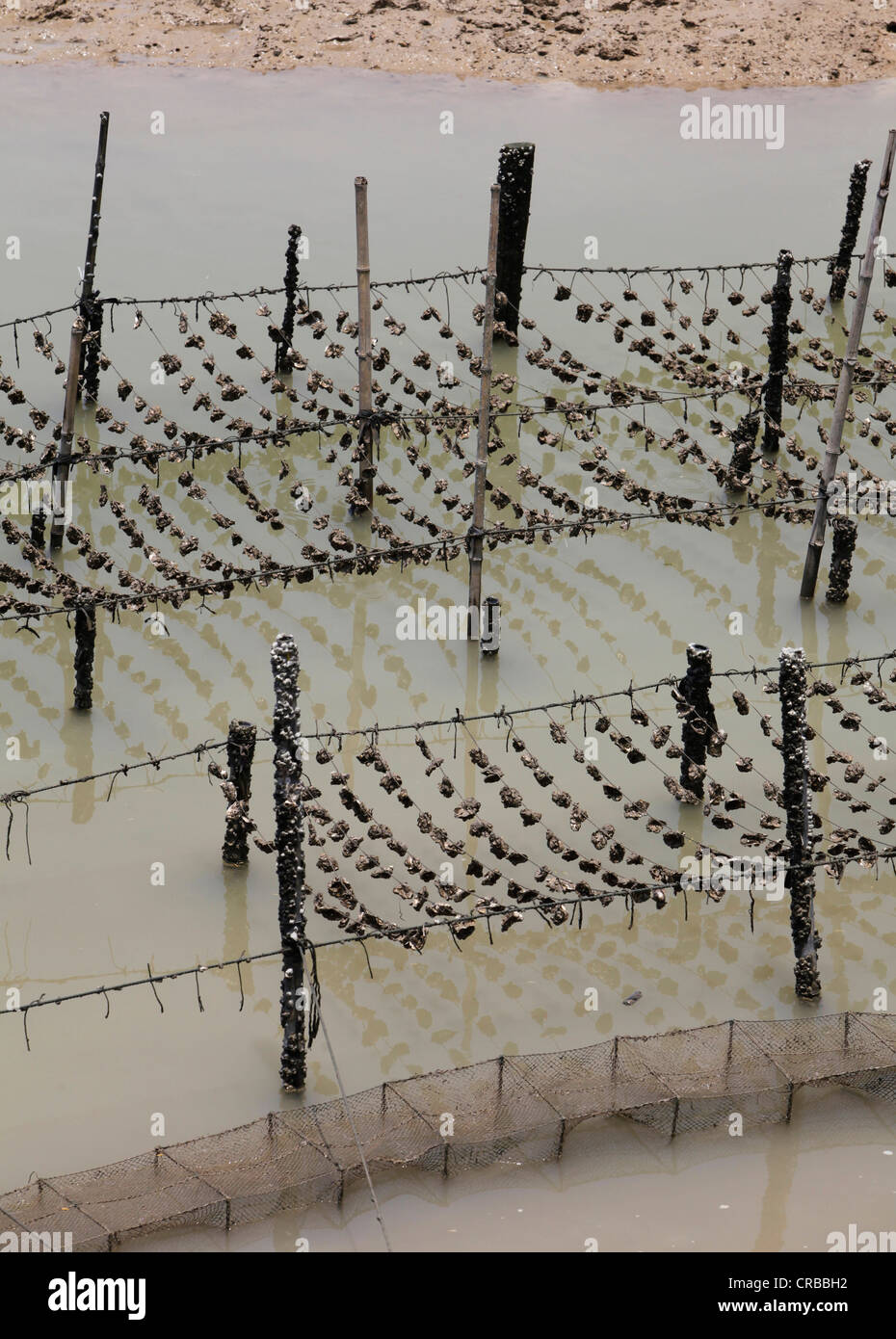 Shellfish farming in Xiamen Bay, Fujian Province, China, Asia Stock ...