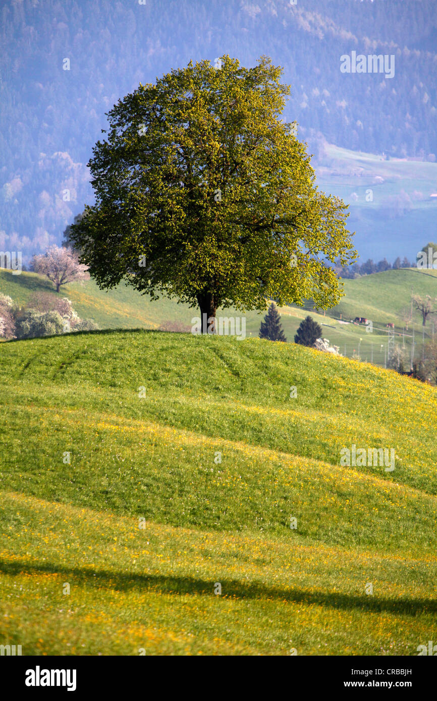 Hirzel Stock Photos & Hirzel Stock Images - Alamy