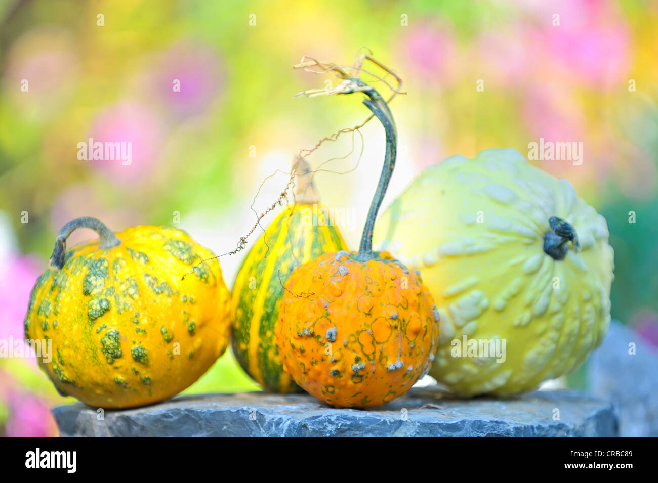 Calabash pumpkins hi-res stock photography and images - Alamy