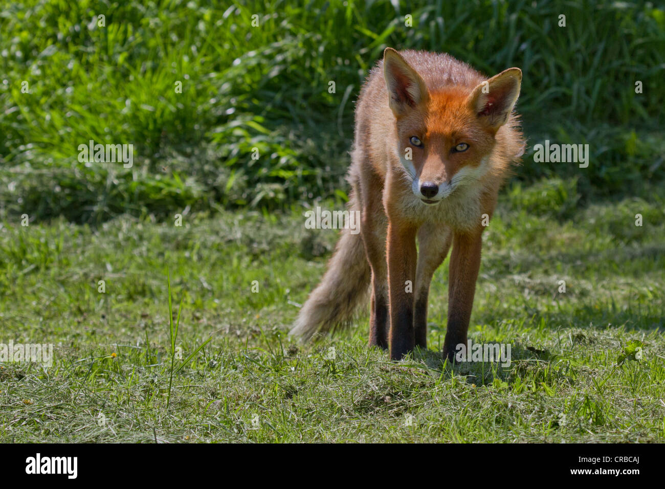 Fox in green field hi-res stock photography and images - Alamy