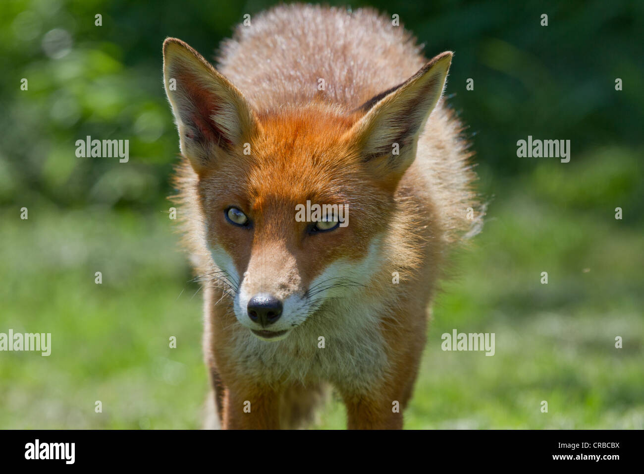 Fox portrait hi-res stock photography and images - Alamy