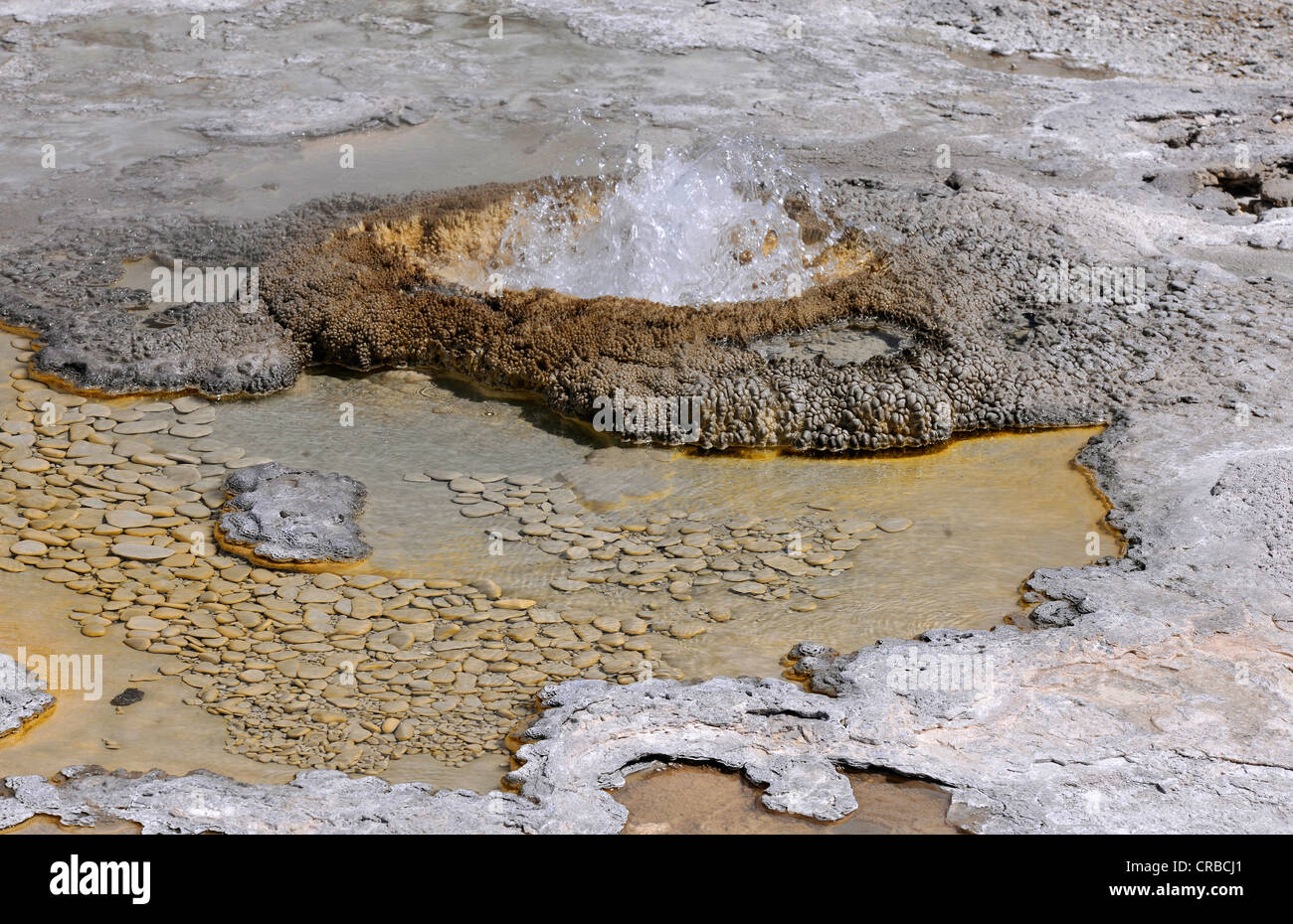 Aurum Geyser, Upper Geyser Basin, geysers, geothermal hot-pools ...