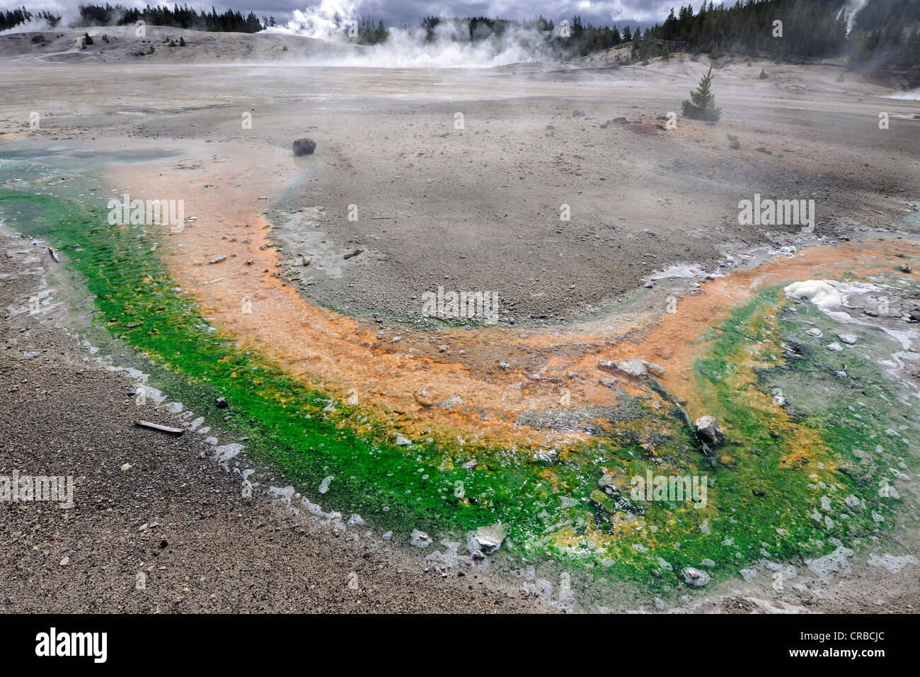 Outlet of the Pinwheel Geyser, Porcelain Basin, Norris Geyser Basin ...