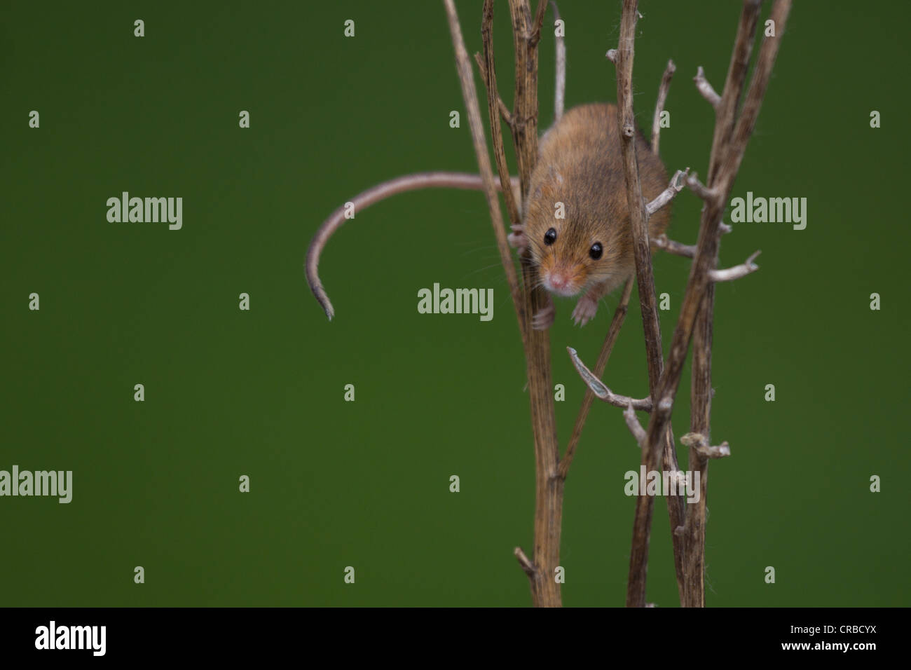 Field mouse uk hi-res stock photography and images - Alamy