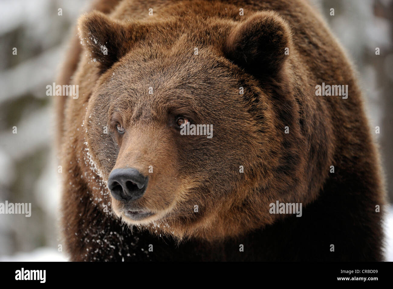 European Brown Bear (Ursus arctos), Bavarian Forest National Park ...